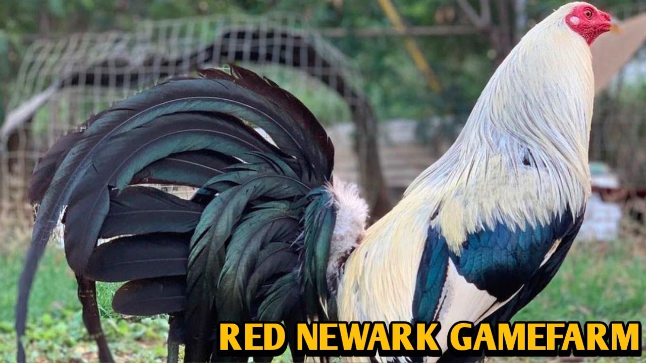 Grey Hatch Albany - RED NEWARK FARM - YouTube