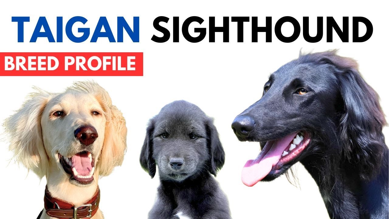 Taigan Sighthound Breed Profile History - Price - Traits - тайган ...