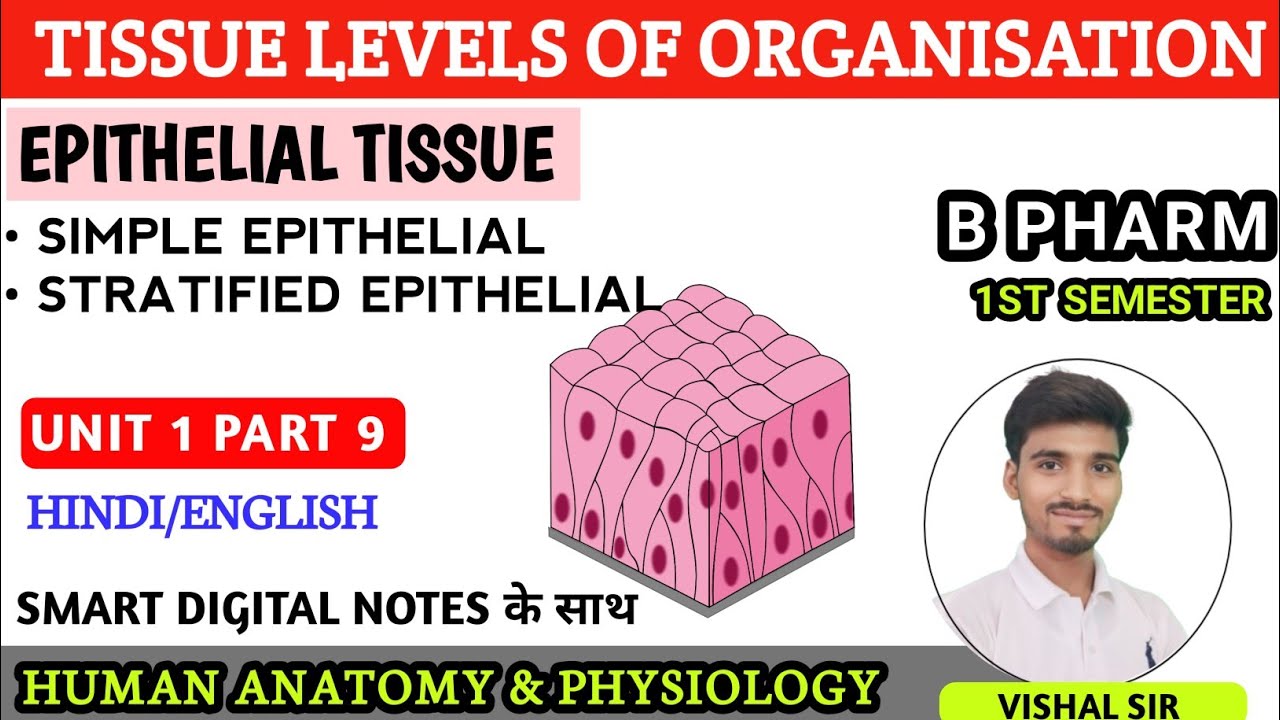 Tissue Levels of Organisation | Tissue | Epithelial tissue | Types ...