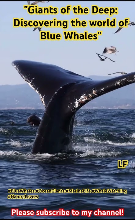 "Giants of the Deep: Discovering the World of Blue Whales” - YouTube