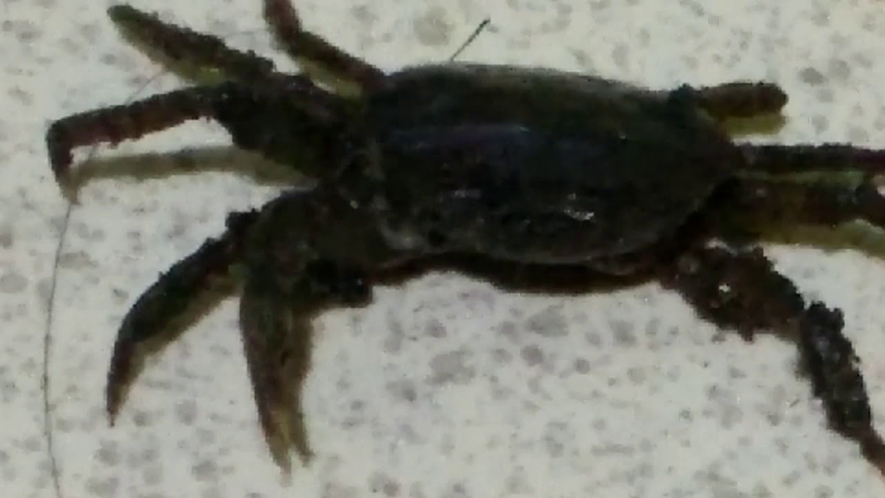 Mengenal Kepiting - YouTube