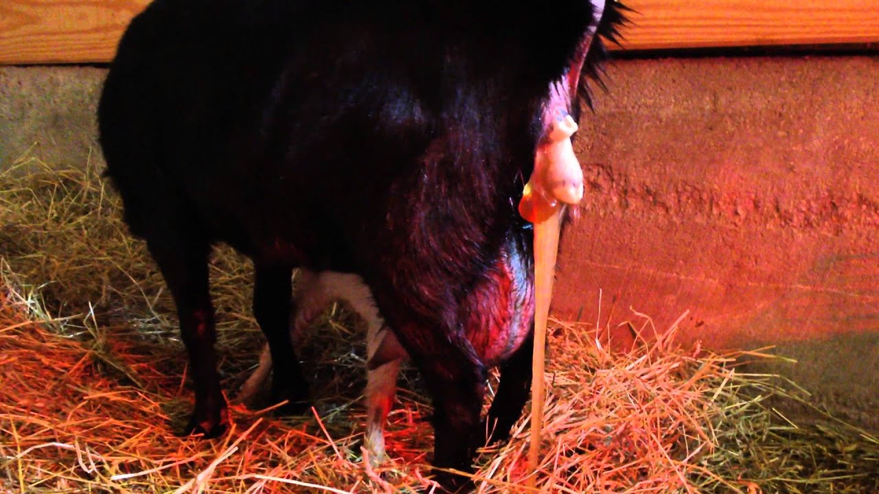 Our first baby goats being born. - YouTube