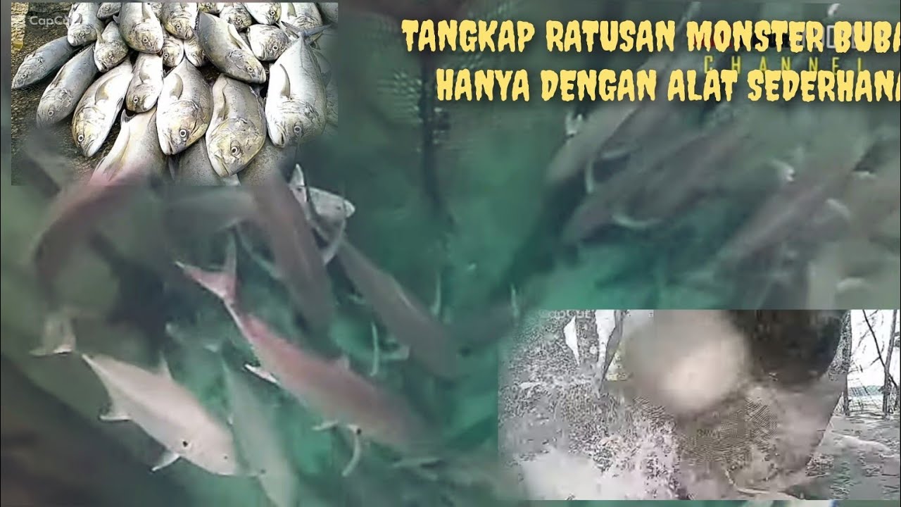 PERANGKAP IKAN SEDERHANA, IKAN CAKALANG, BUBARA, KERAPU, DAN IKAN ...