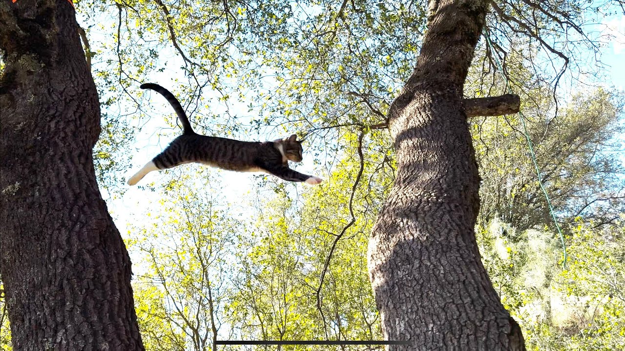The One Where Cleo the Cat Goes in a Tree 😸🌳 - YouTube