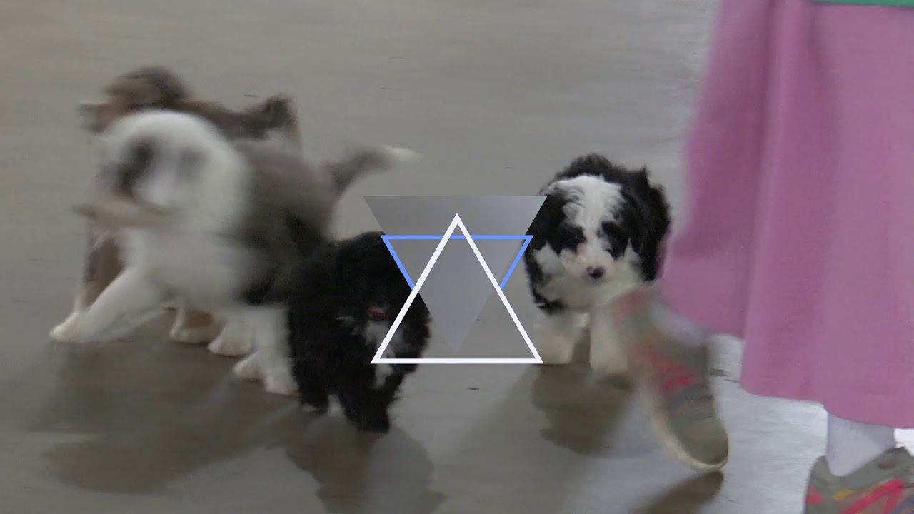 Marcus and Lisa Raber's Mini Aussiedoodle Puppies - YouTube