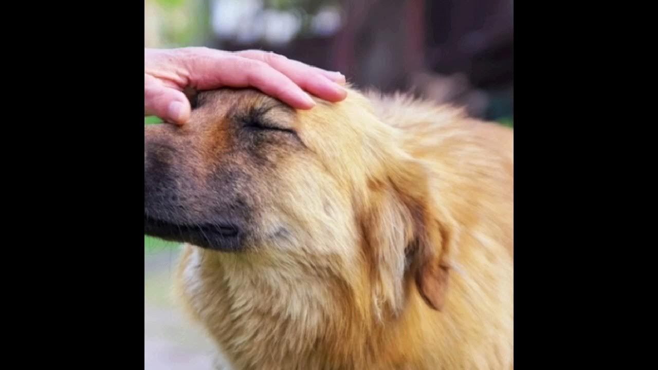 Почему ни в коем случае нельзя гладить собаку по голове - YouTube