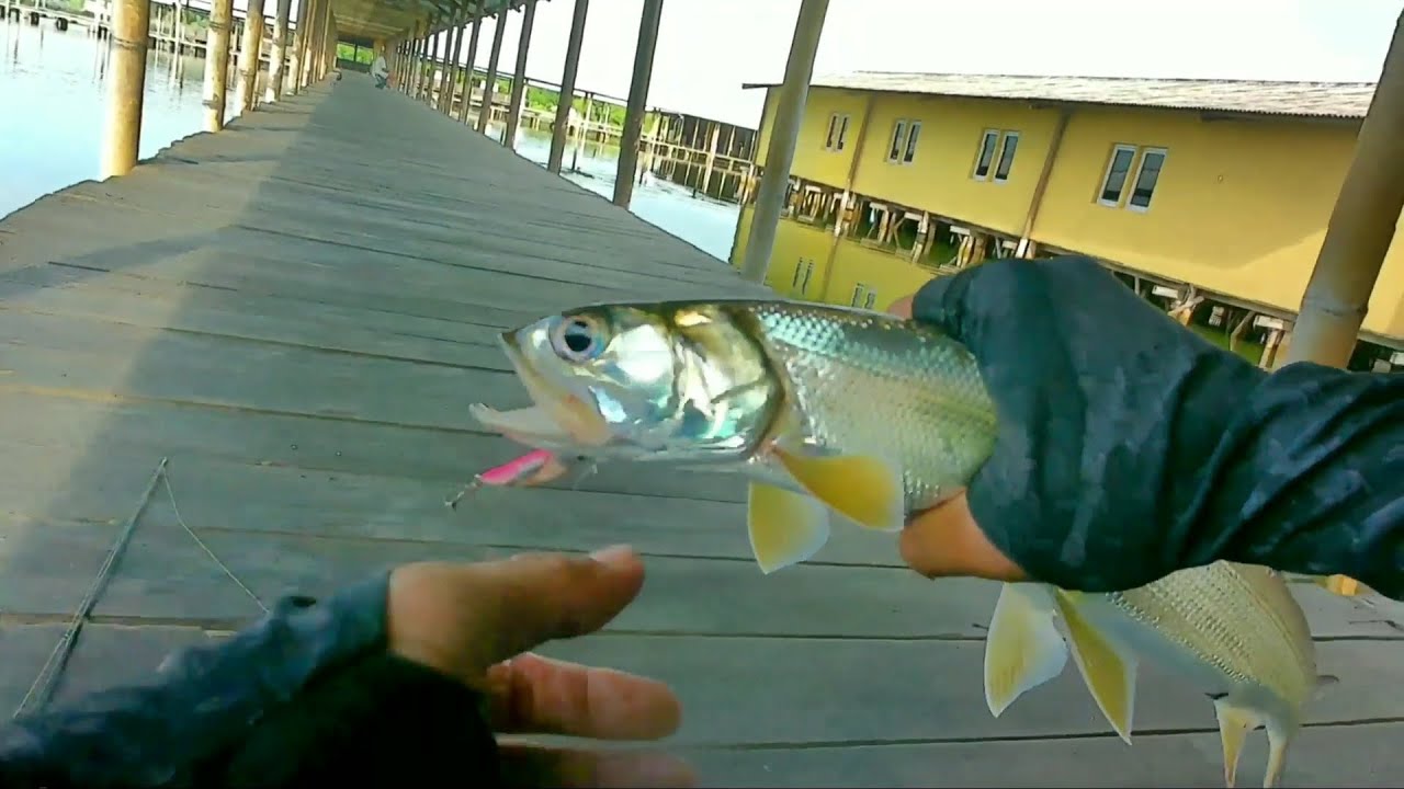 Pemancingan Kiloan Ikan Bandeng tapi Banyak Ikan Predator nya ...