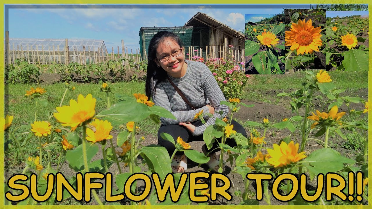 SUNFLOWER TOUR IN TANJAY CITY NEGROS ORIENTAL - YouTube