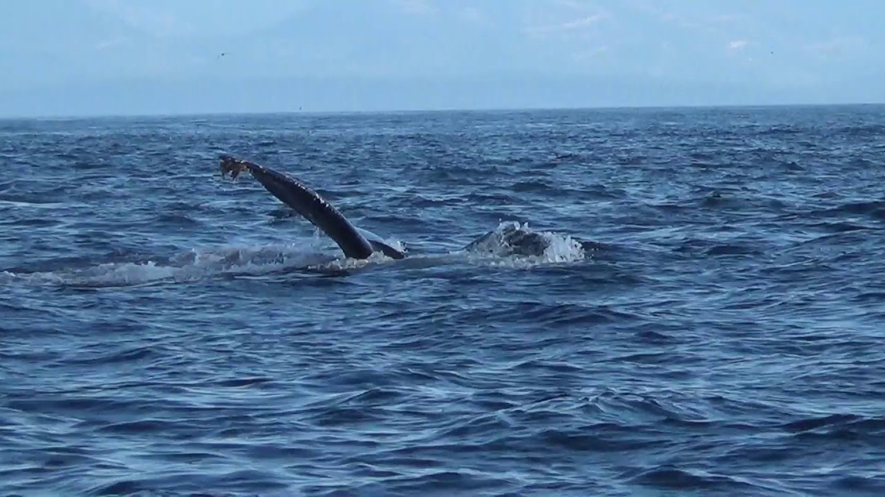 humpbacks at swiftsure bank movie - YouTube