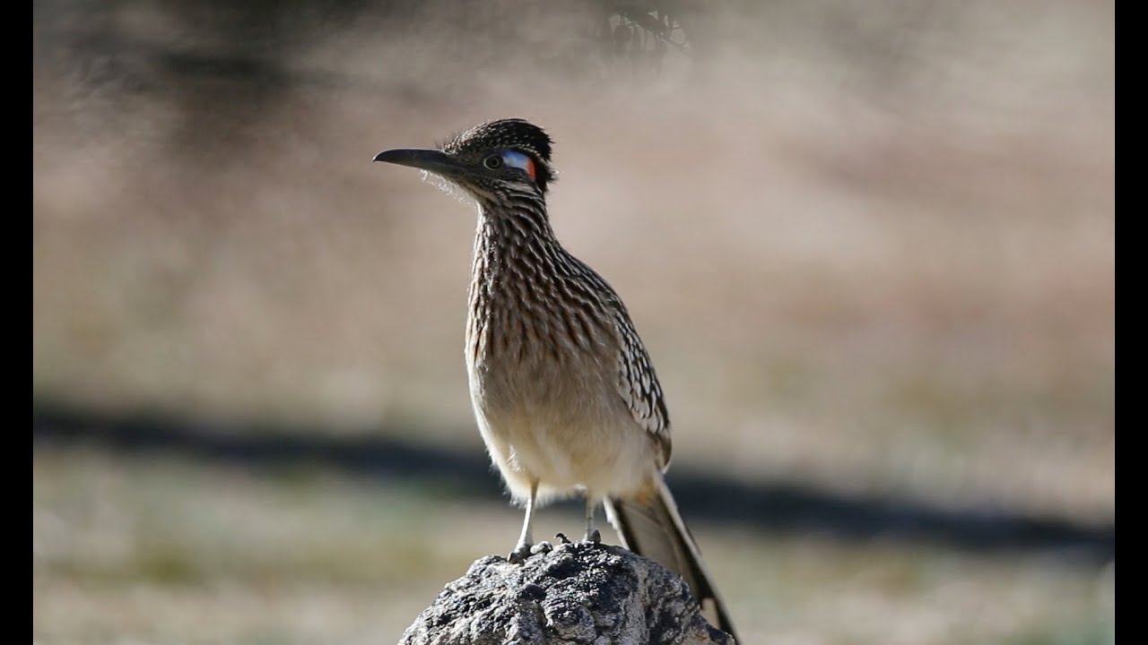 Greater Roadrunner View from a Desert Rock 🐔🪨🌵🌞💕 - YouTube
