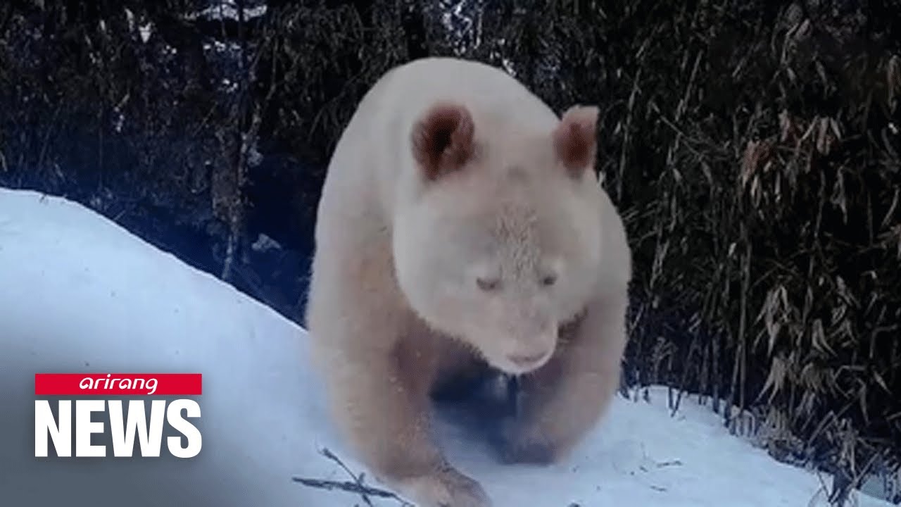 World’s only known all-white panda caught on camera - YouTube