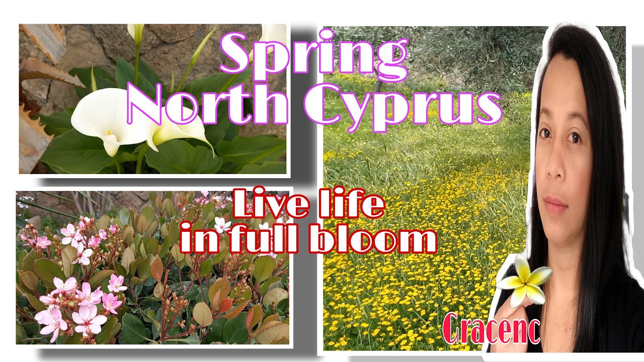 North Cyprus Spring/Cyprus blooming flowers - YouTube