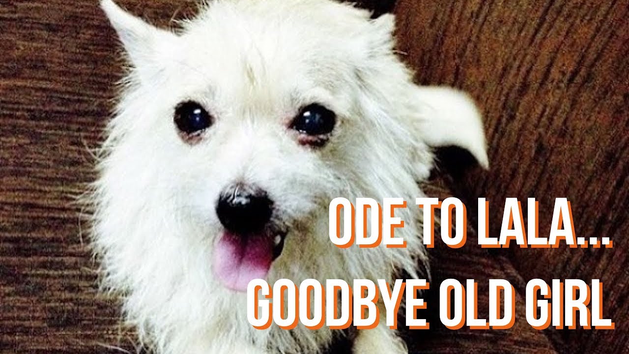 ode-to-lala-goodbye-old-girl-youtube