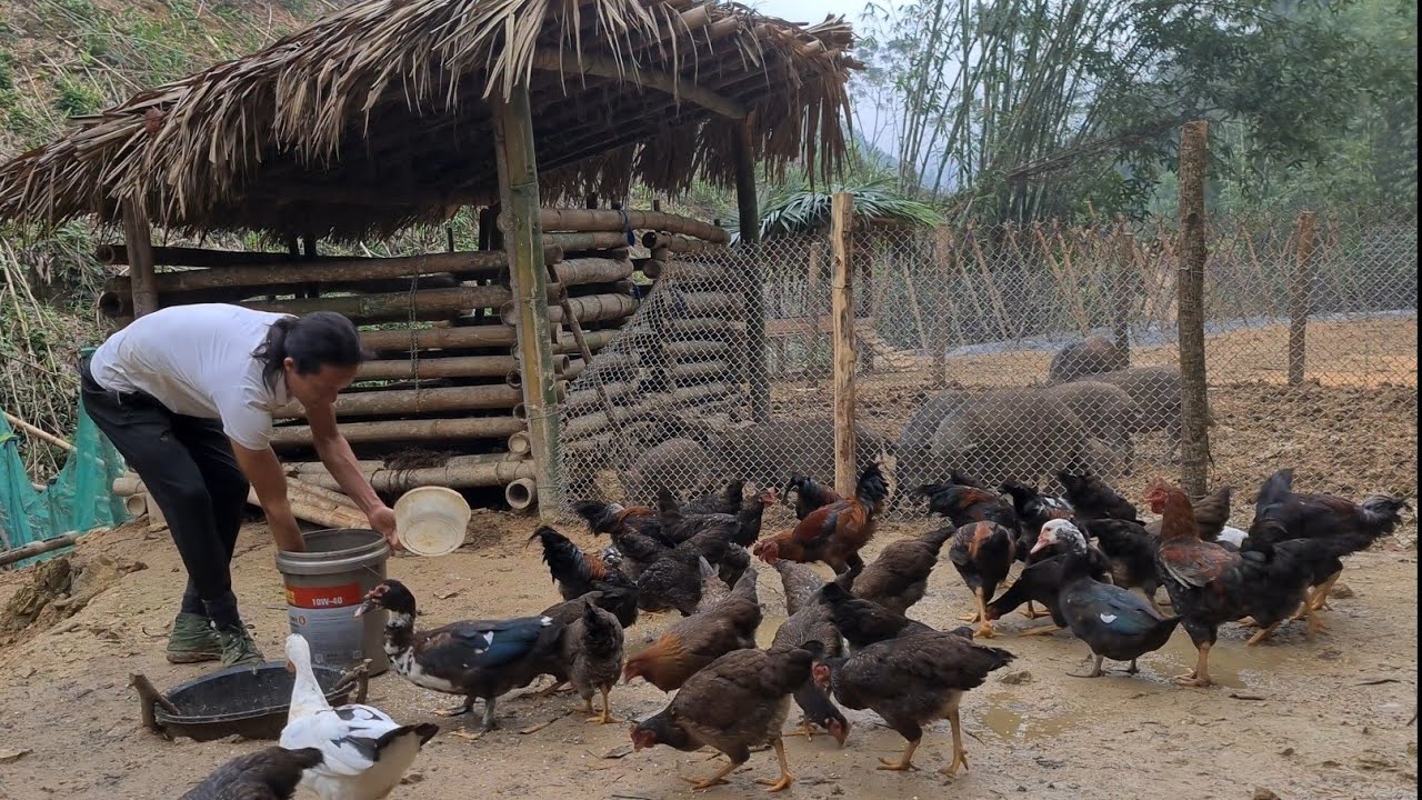 The farm is crowded with animals before winter approaches, Forest life ...