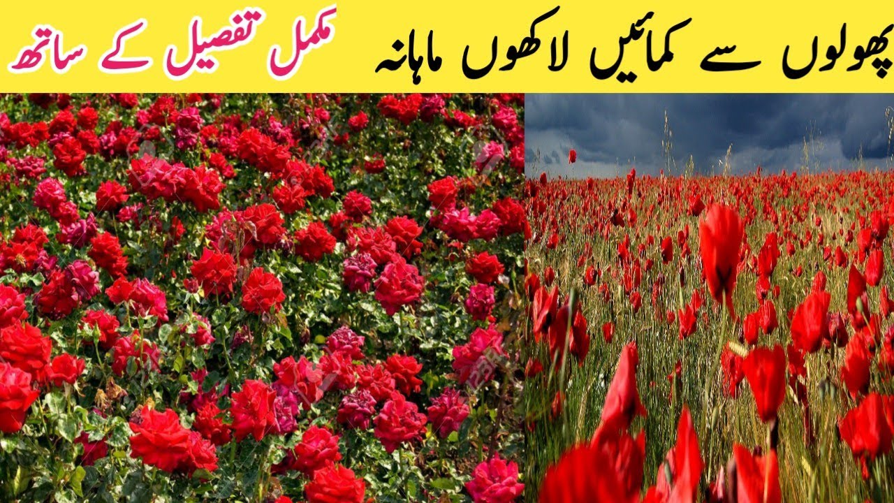 Gulab k Phoolon Ka Bagh | Red Rose Garden|Roses Business in Pakistan ...