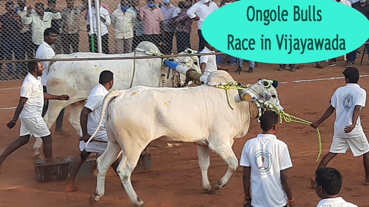 Ongole Bulls Race in Vijayawada , Krishna District , Andhra Pradesh ...