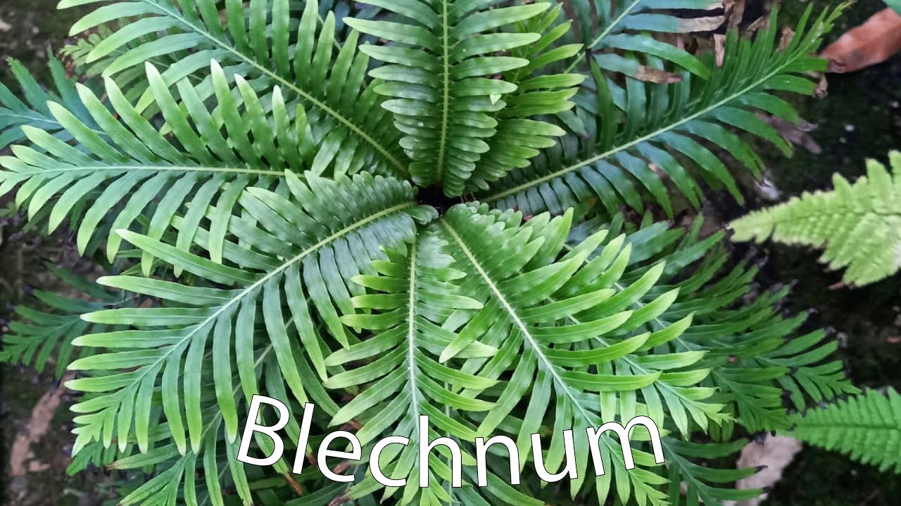 Atacho Eden 024: Samambaia/Ferns, Blechnum - YouTube
