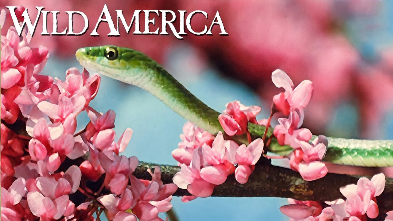 Wild America | S10 E6 Managing Wildlife | Full Episode HD - YouTube