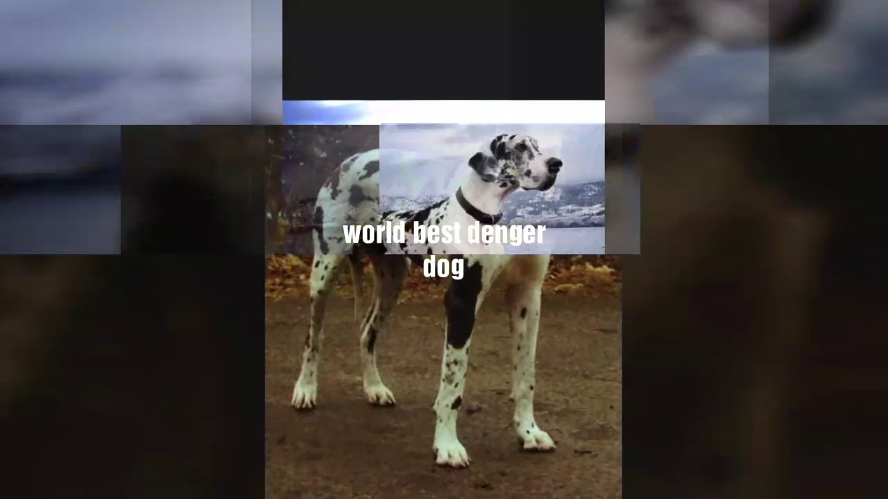 world best dog denger - YouTube