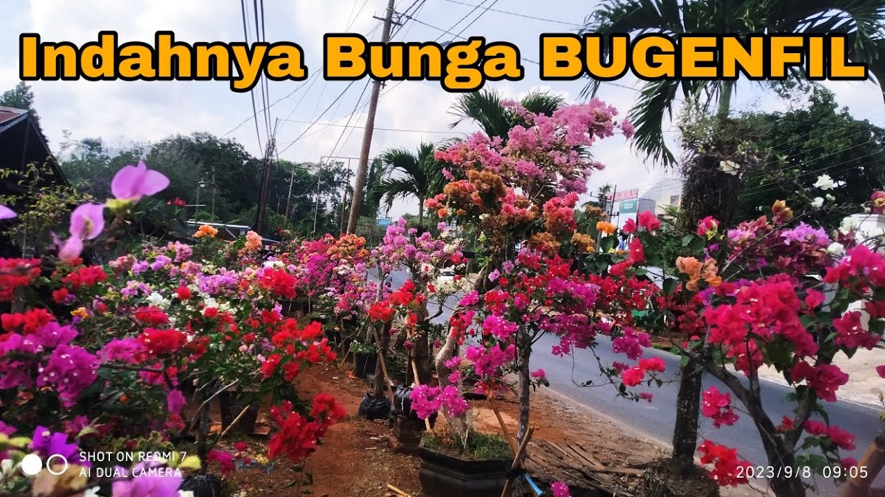 NGONTROL & MEMOTONG RANTING TANAMAN BUNGA BUGENFIL - YouTube