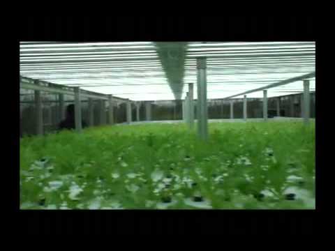 Vertical Hydroponic Factory of Leafy-Vegetables - YouTube