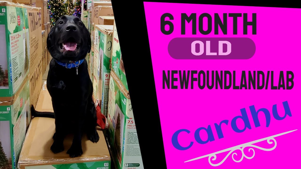 6 month old Newfoundland/Lab mix (Cardhu)/2 Week Board & Train Program ...