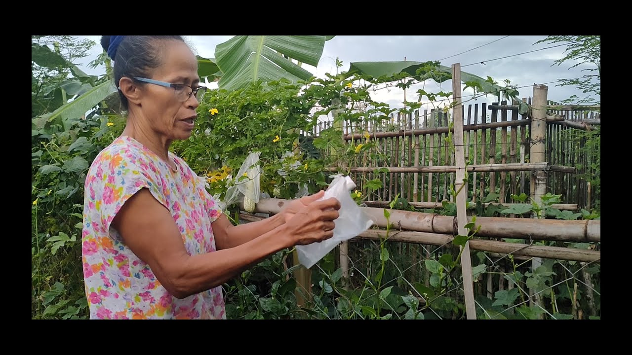 Dapat Gawin Para Hindi Makain Ng Peste O Insect Ang Bunga Ng Ampalaya ...
