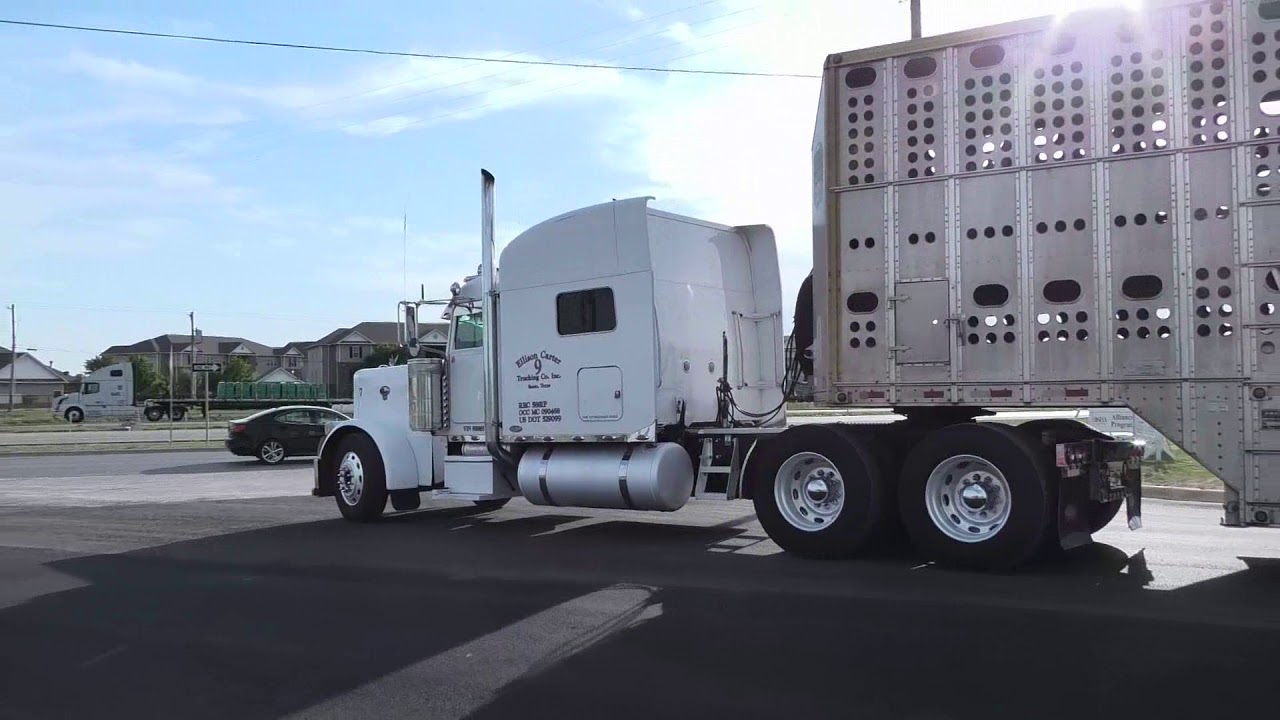 Ellison Carter - YouTube