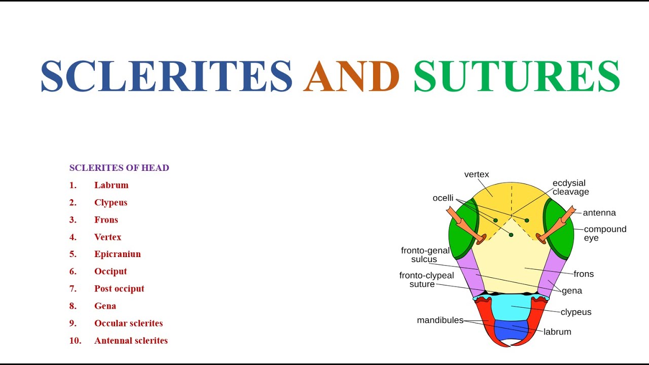Insect head structure (Sclerites and sutures) - YouTube