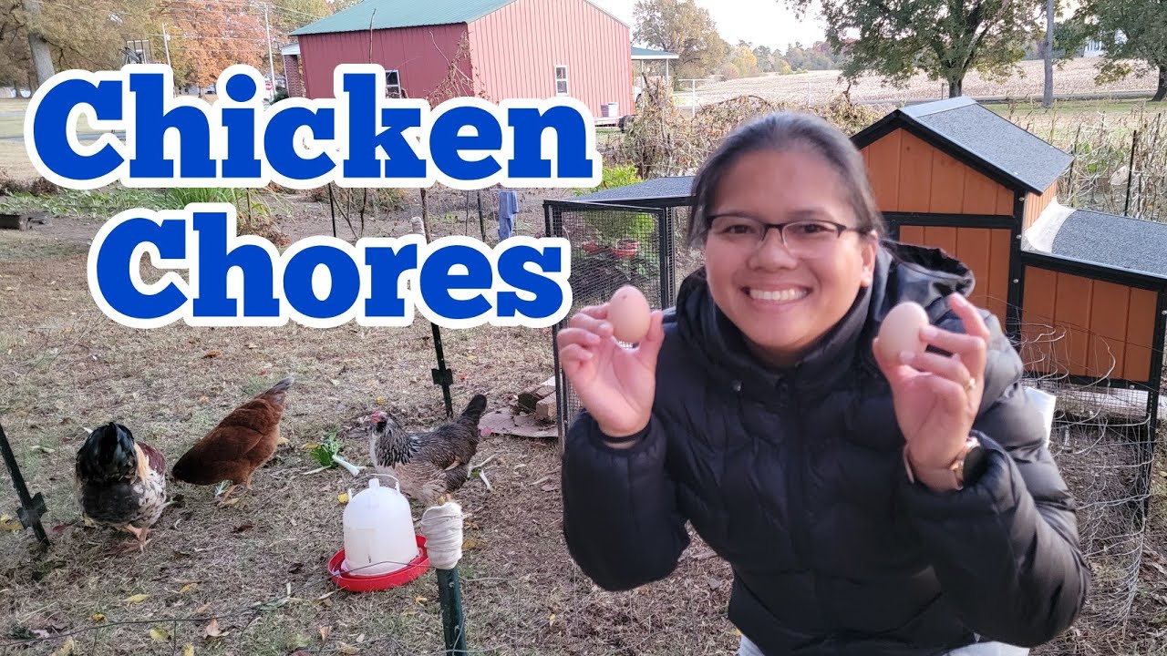 Daily Chicken Chores For Beginners - How Hard Is It To Raise Chickens ...