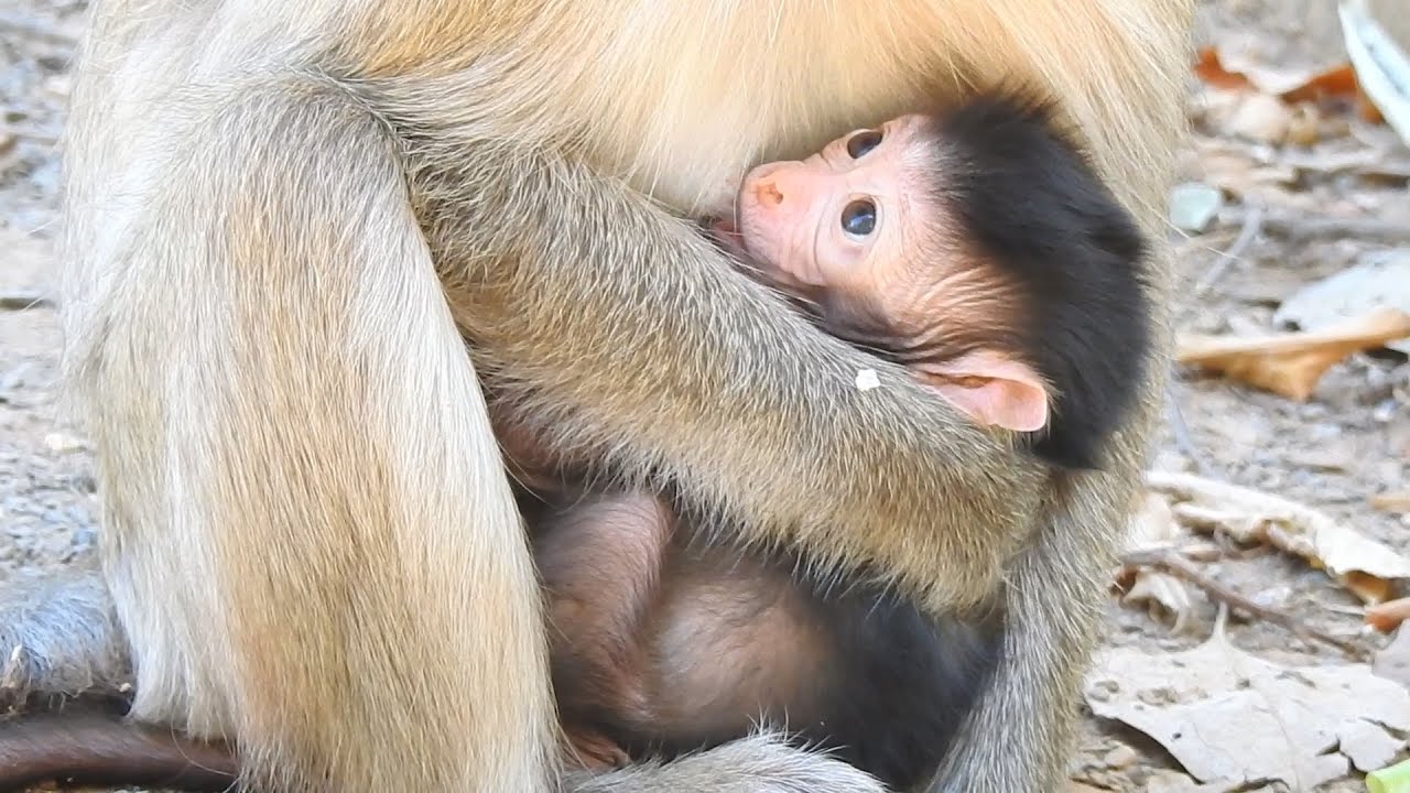 Adorable new born baby Handy is pretty and healthy | Handy was born ...