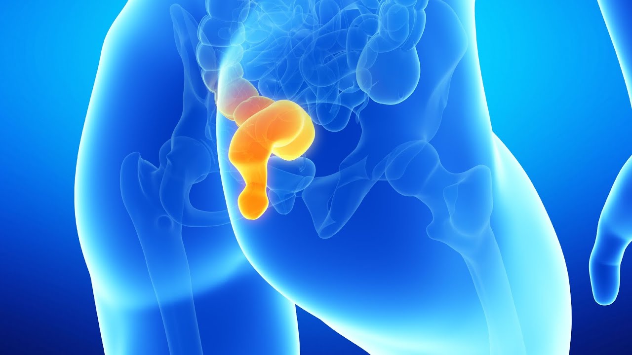 RECTO - anatomia - YouTube