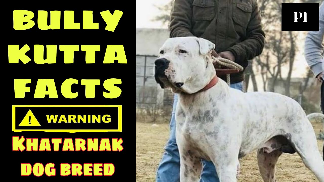 Bully Kutta Facts you should know before buying l Petsinfomania - YouTube