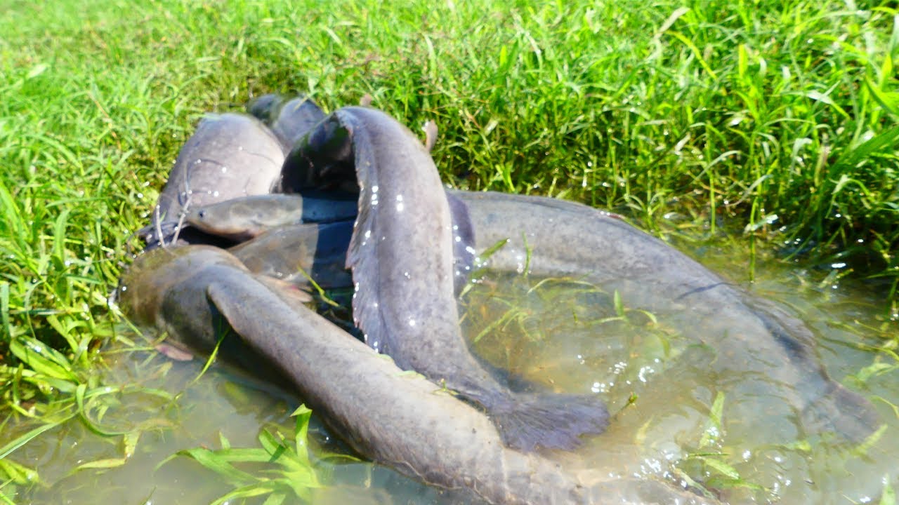 amazing fishing! A fisherman Catch Catfish a lot on waterway Catch by ...