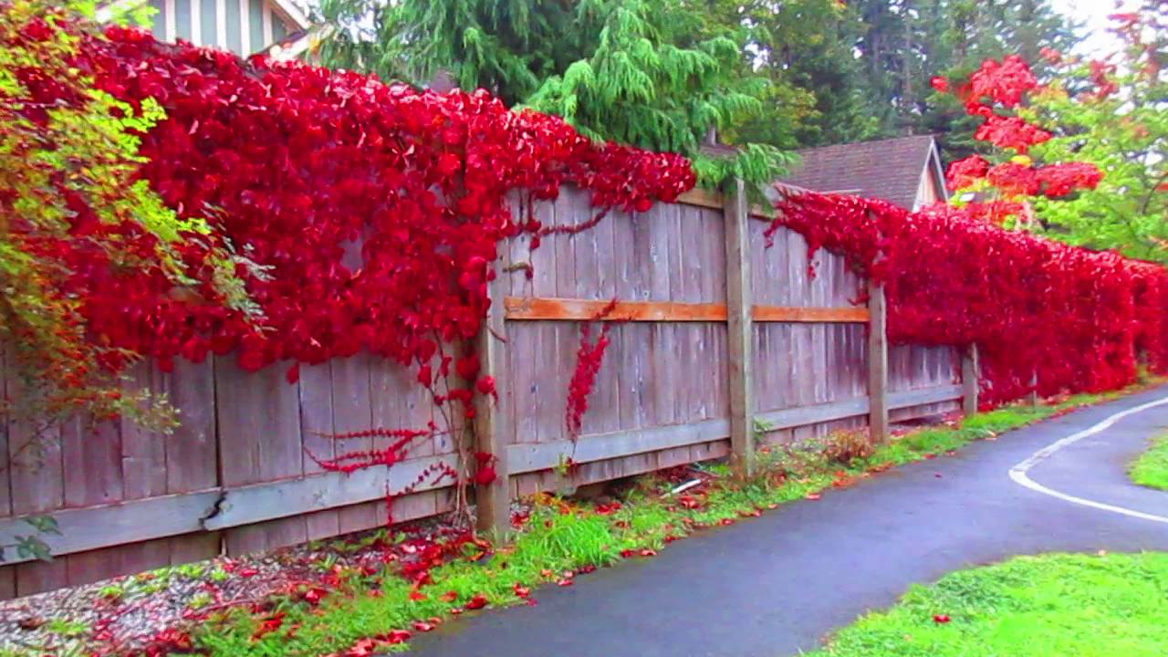 Vines that produce Amazing Fall Colour - YouTube
