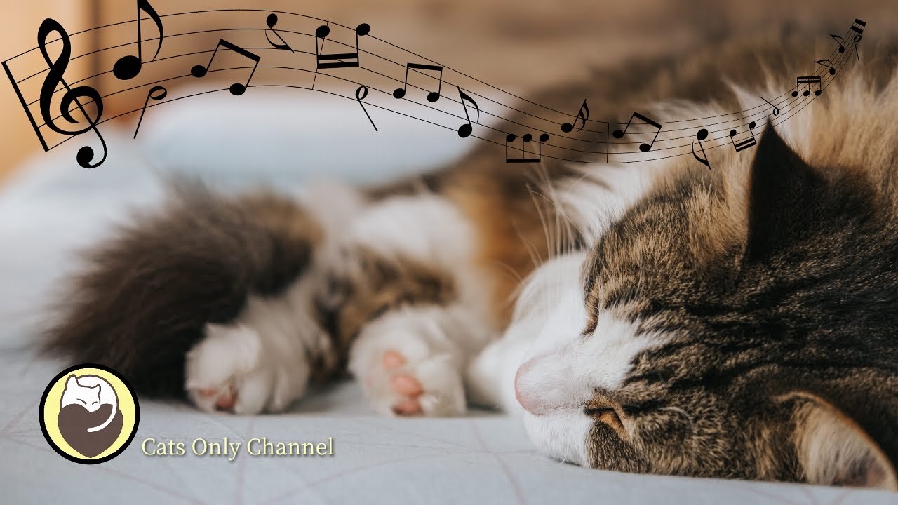 Cat Purring and Harp Music - Anti Anxiety, Stress relief, Relaxation ...