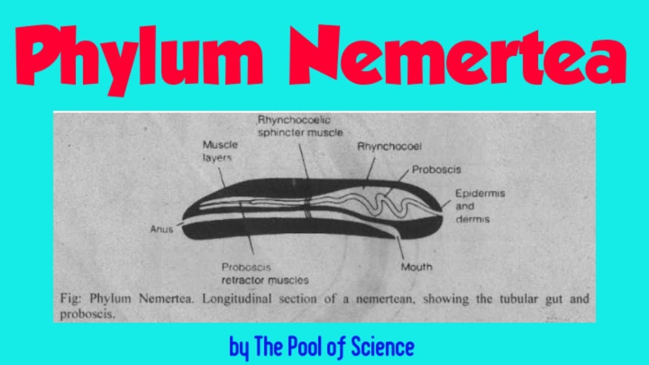 B.Sc,ADP,B.S ZoologyB| Phylum Nemertea by The Pool of Science - YouTube