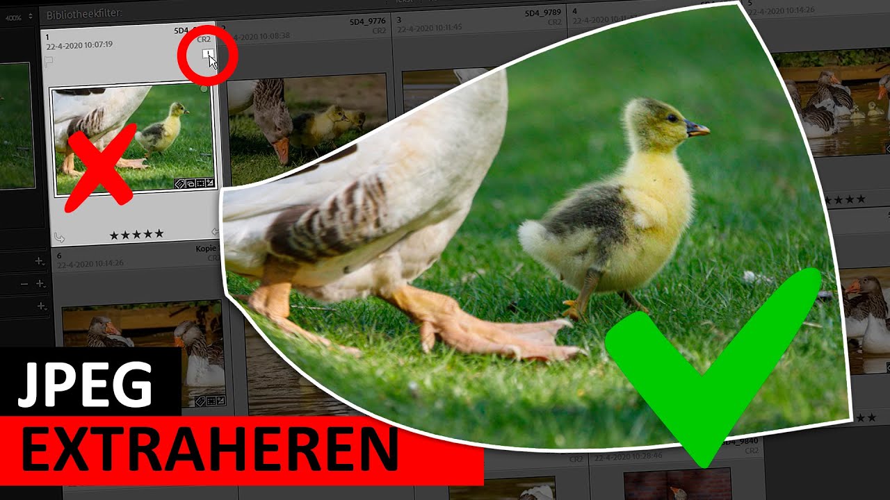 Lightroom Classic | JPEG's van verloren RAW's extraheren uit catalogus ...
