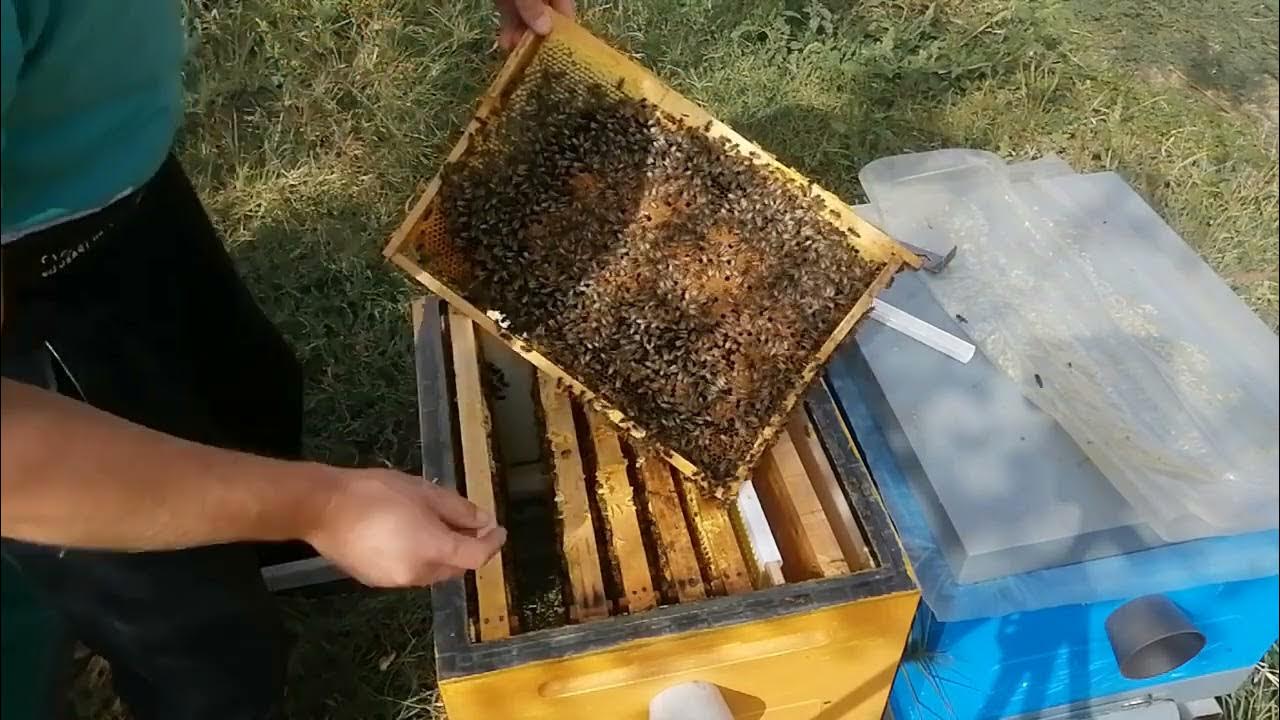 Изолятор хмары Изоляция пчелиной матки на зиму. - YouTube