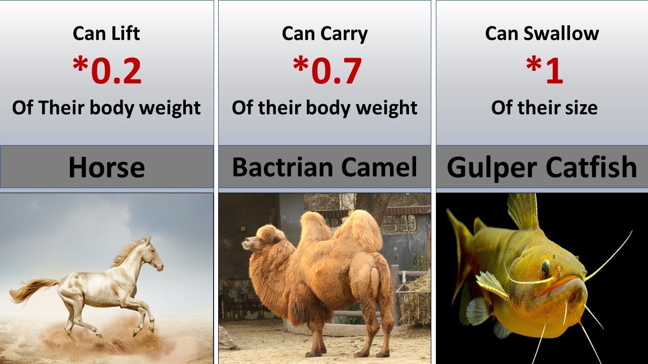 Strongest Animals To Lift Weight || How Strong Different Animals Are ...