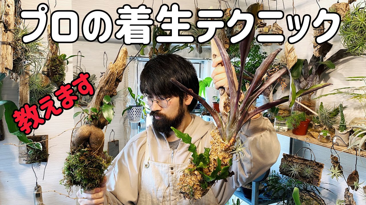 観葉植物を流木に着生させる方法【ガジュマル・エアプランツ・洋ラン・シダ】 Youtube