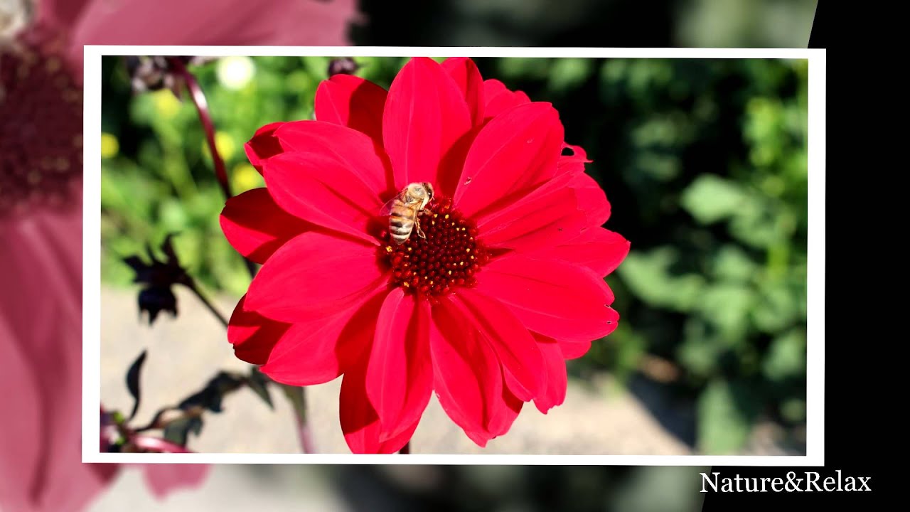 Nature&Relax Flower show , Songs-Sleep, Relaxation, Meditation and ...