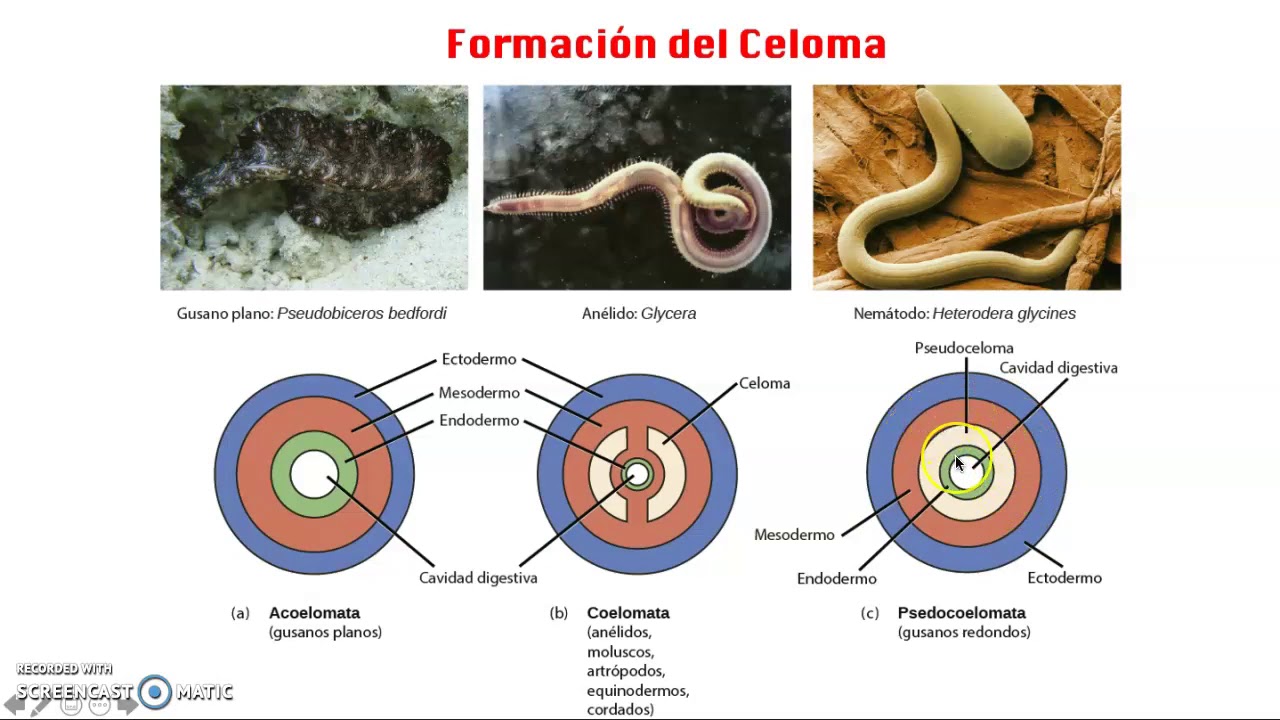 Características Protostomados y Deuterostomados - YouTube