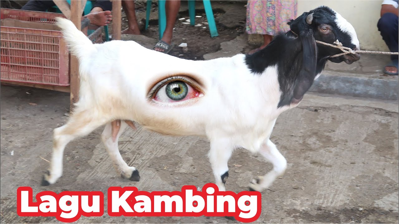 Kambing Kurban Kambing Embek-embek Kucing Meong-meong Kambing Etawa ...