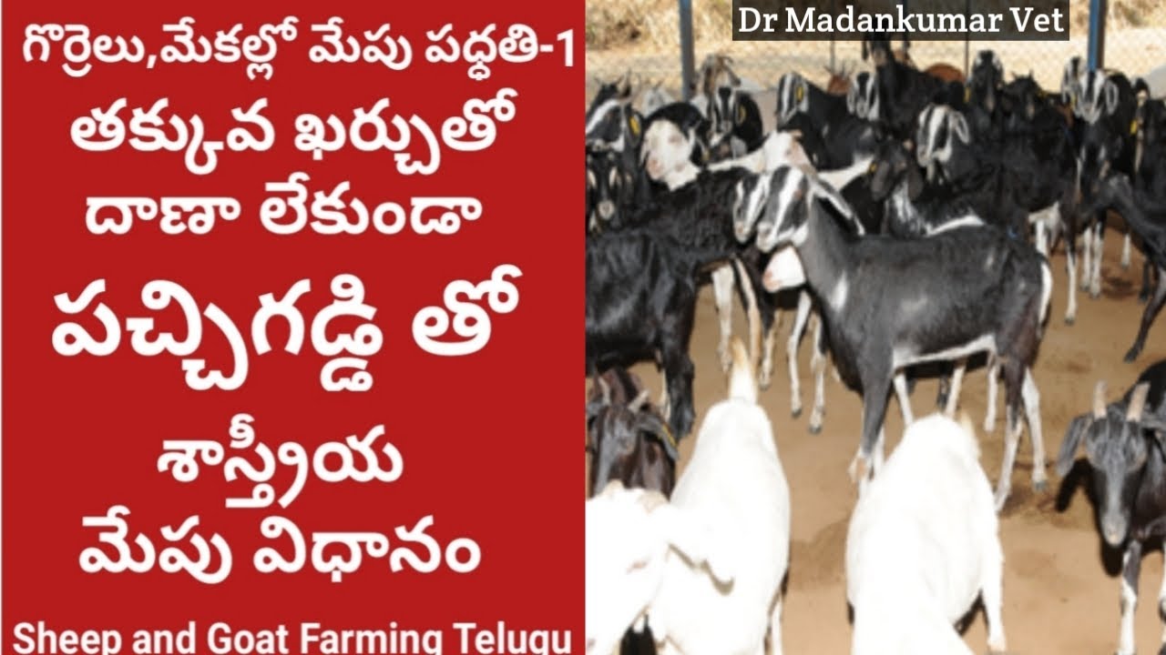 Feeding Sheep, Goat on Green Fodder without Concentrate Feed Telugu |Dr ...