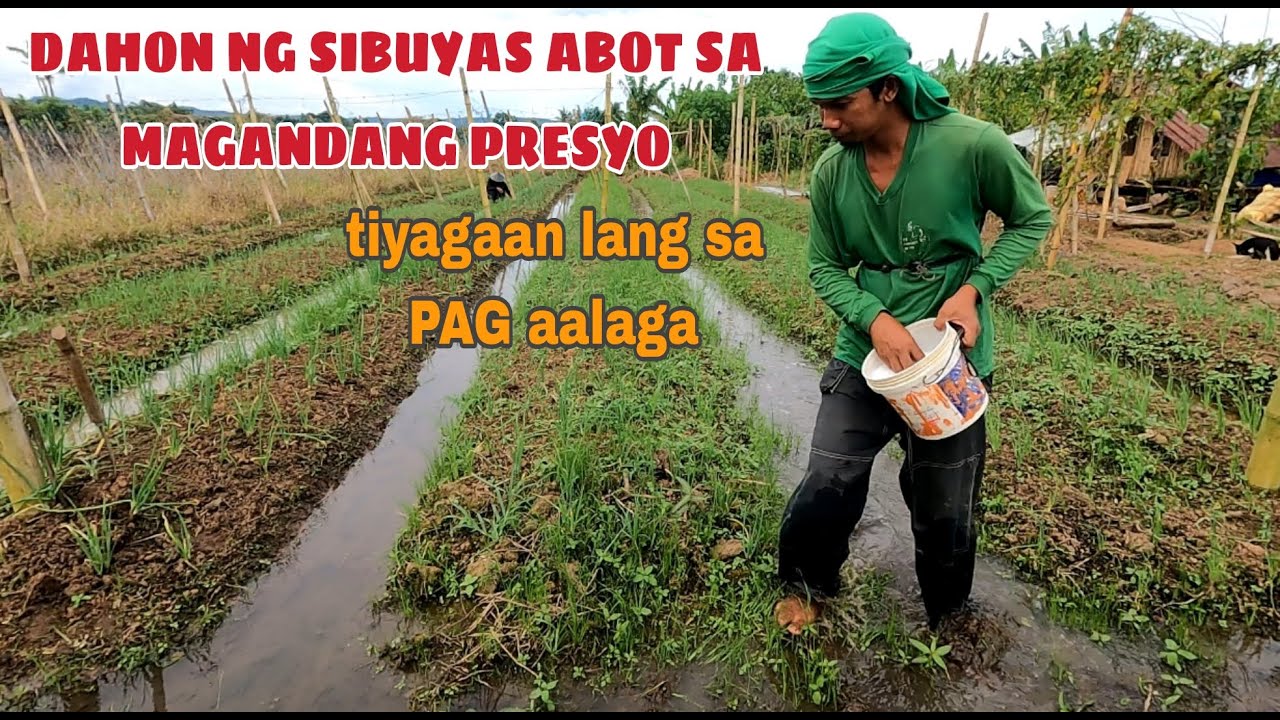Paglinis sa tanim na sibuyas at pag pataba - YouTube