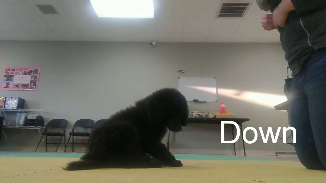 Poodle Pup Tricks - YouTube