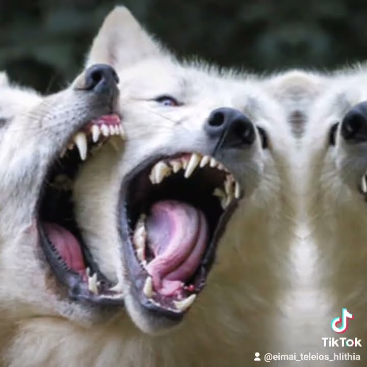 wolves edit(mine)you areee my obssesion - YouTube