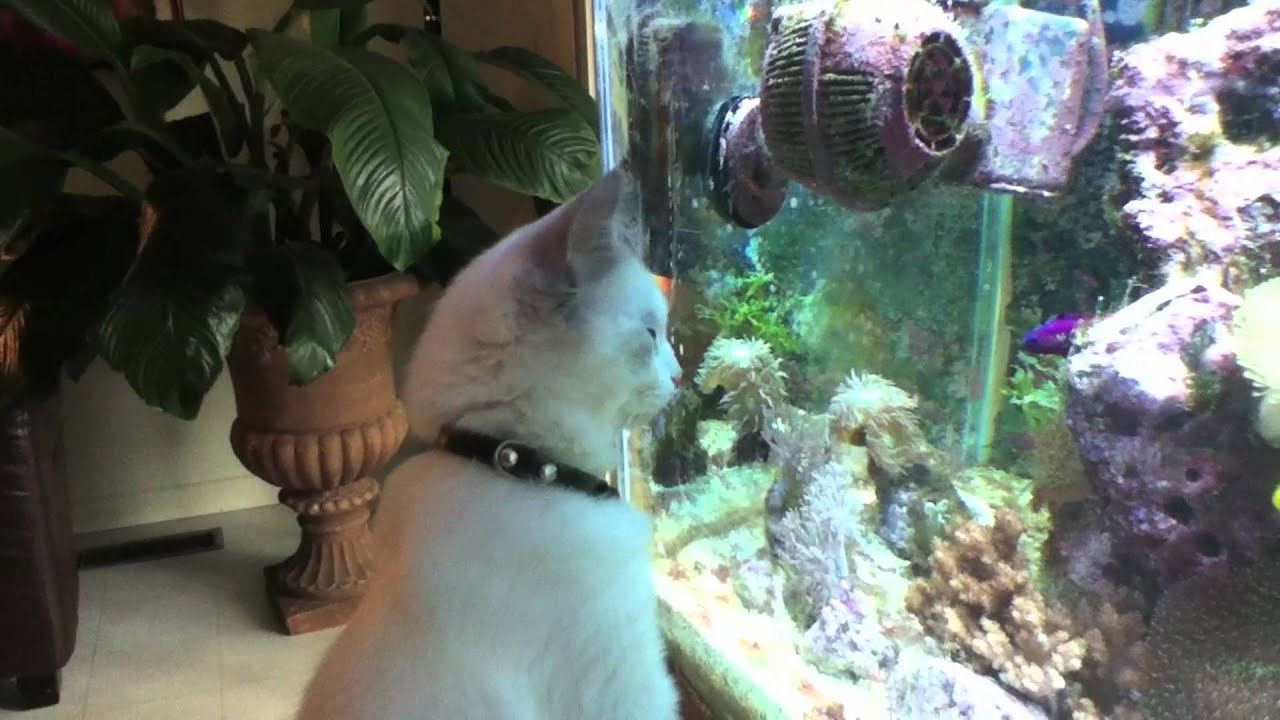 Jamie the Cat - YouTube