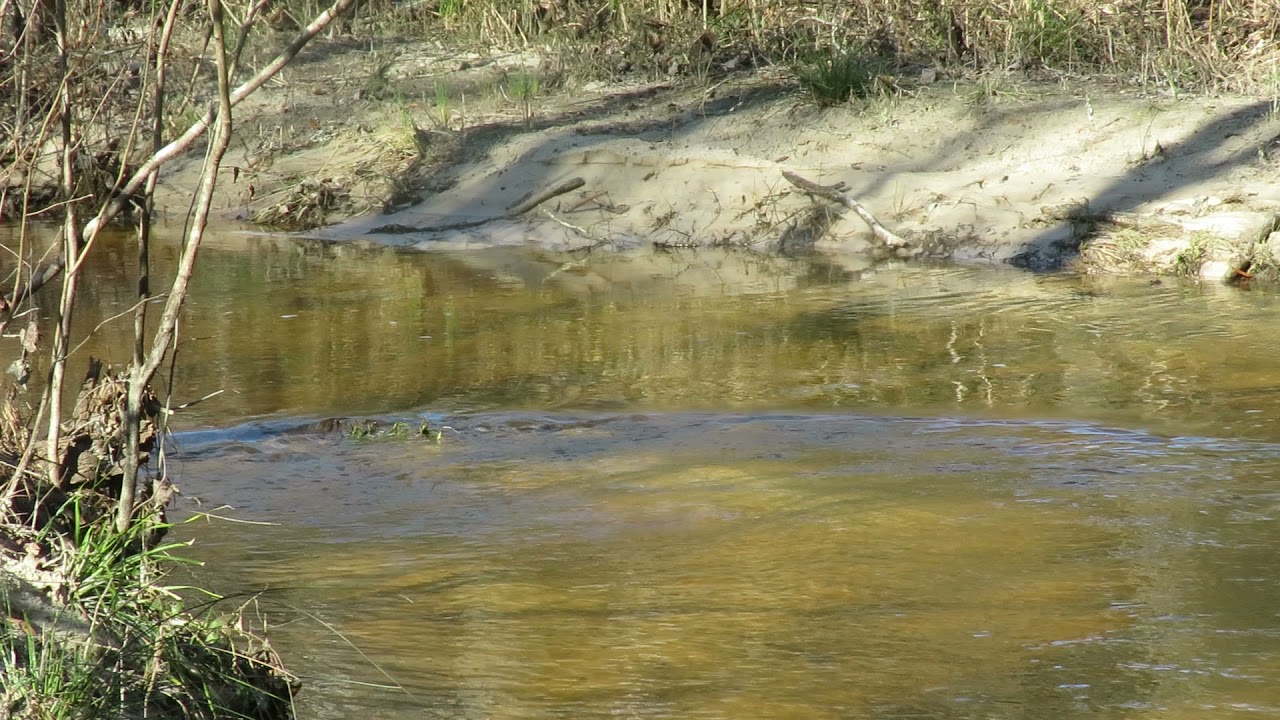 Magnolia Springs GA Woodpecker Trail - YouTube